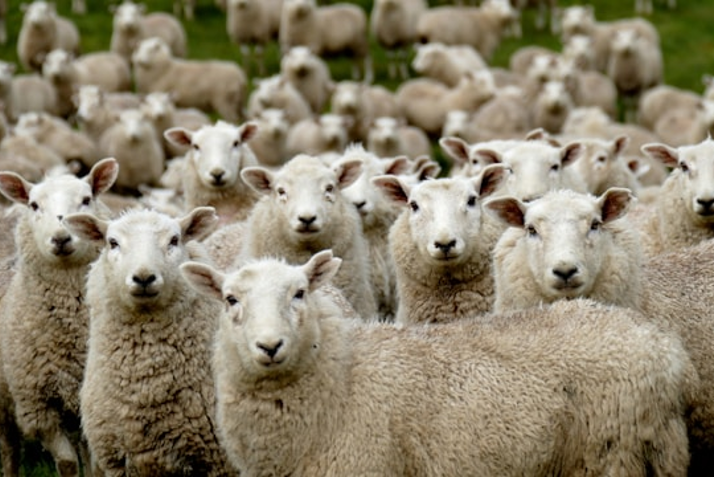 Better Sheep – "Live to Serve"